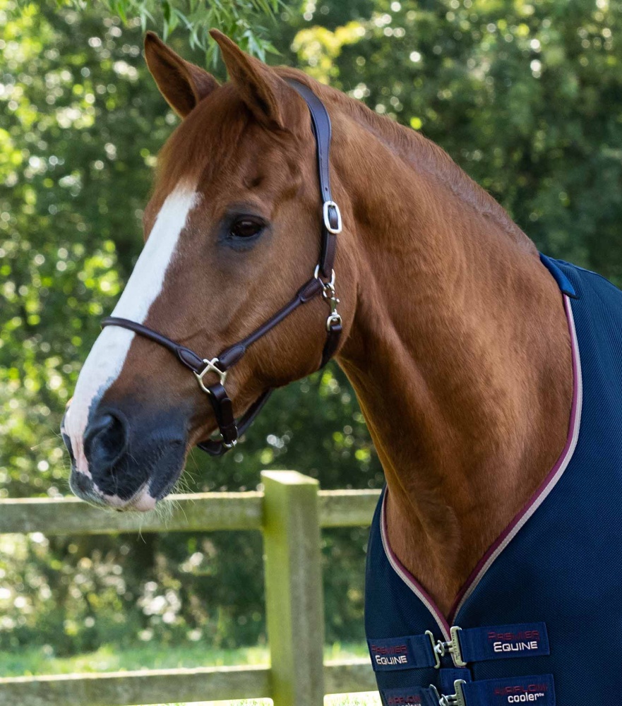The entire Premier Equine Range
