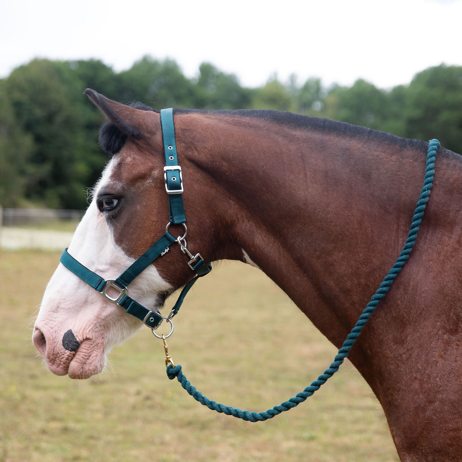 Gallop Premium Padded Horse Headcollar with Lead Rope