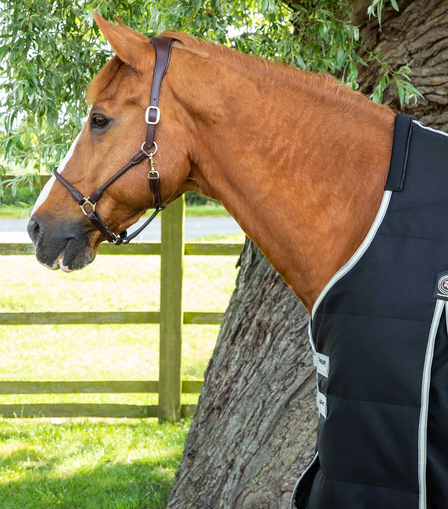 Premier Equine Lucanta Demi Horse Stable Rug 100g