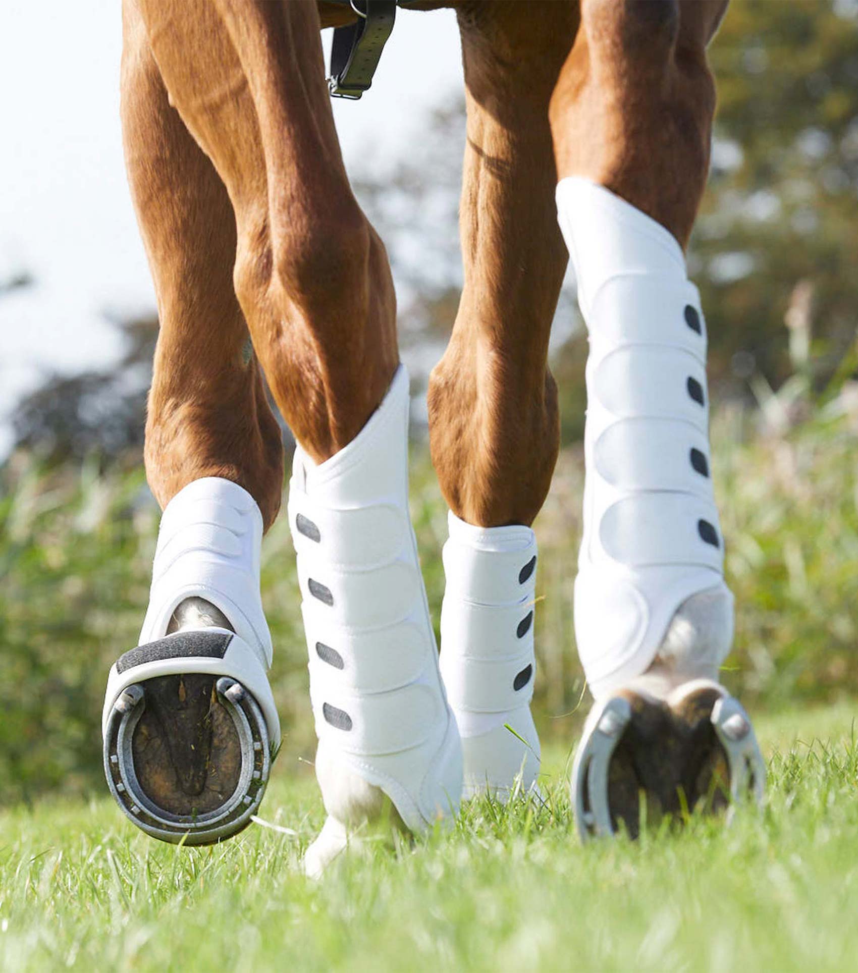 Premier Equine Large Horse Pointed Studs for varying ground and jumping