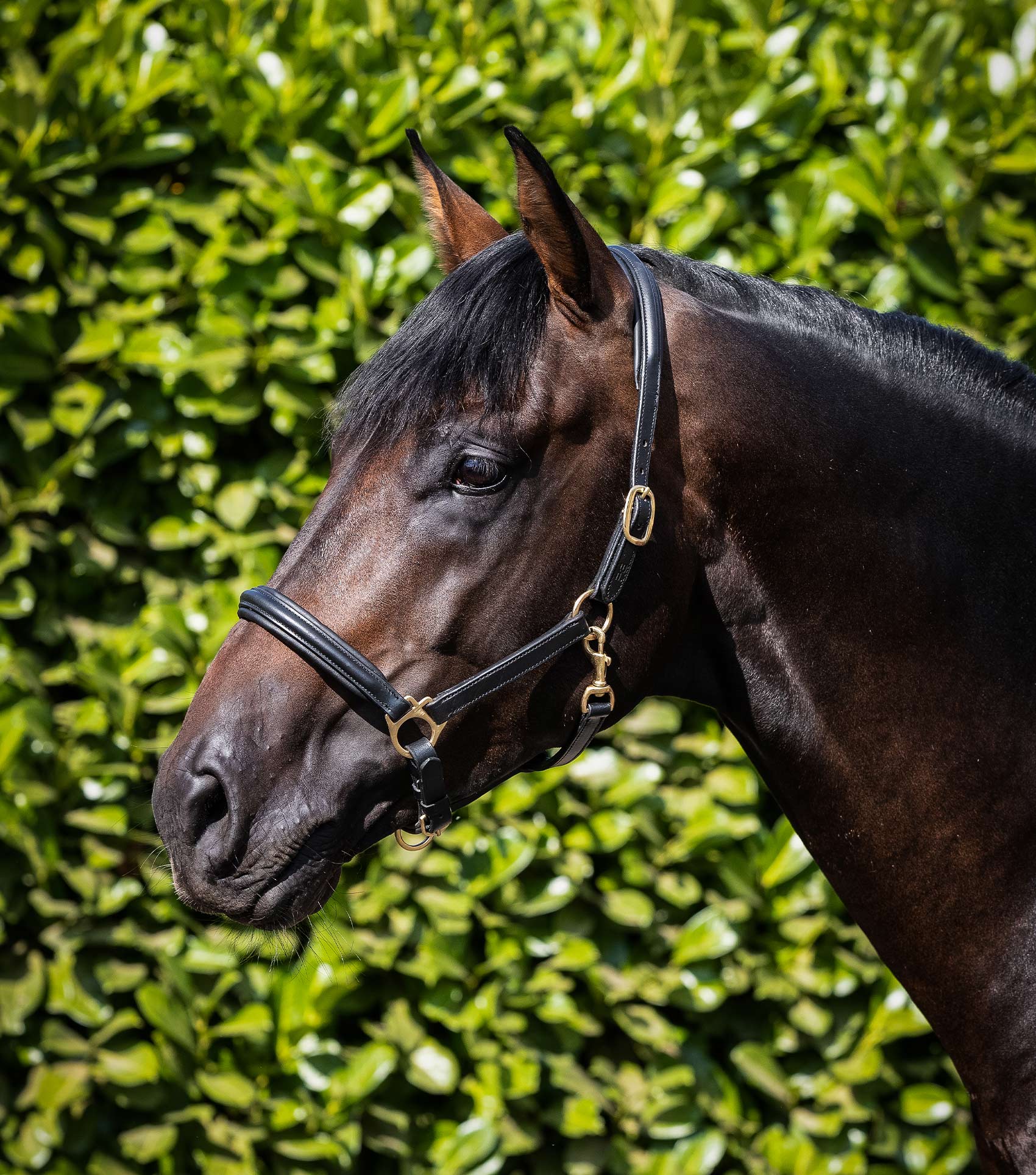 Premier Equine Padded Horse Leather Head Collar