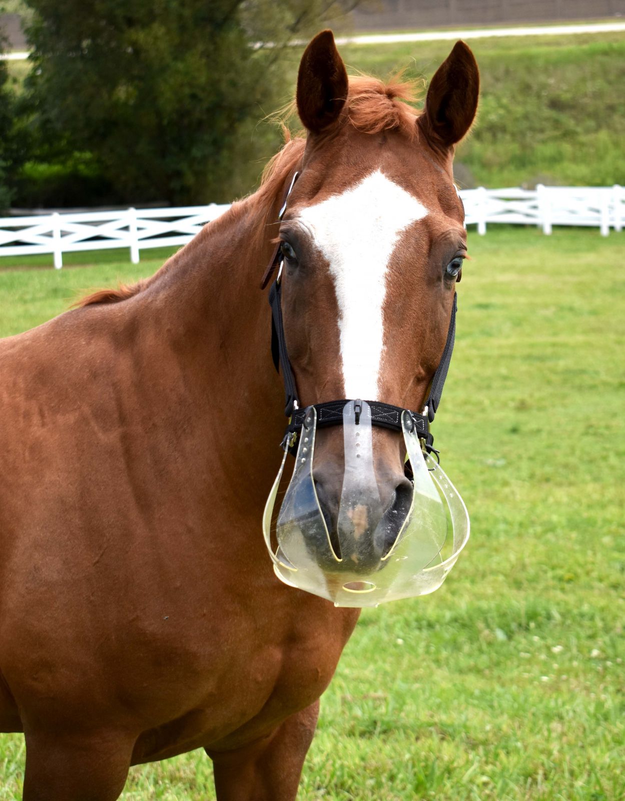 The ThinLine Flexible Filly Grazing Muzzle